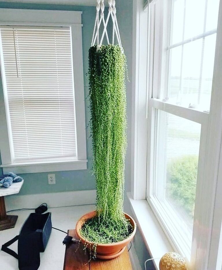33 Gorgeous Hanging Plants for Front Windows to Brighten Your Home