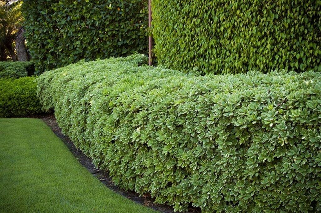 40 Brilliant Low Maintenance Hedge Plants for Effortless Gardens