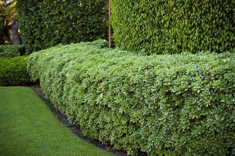 40 Brilliant Low Maintenance Hedge Plants for Effortless Gardens