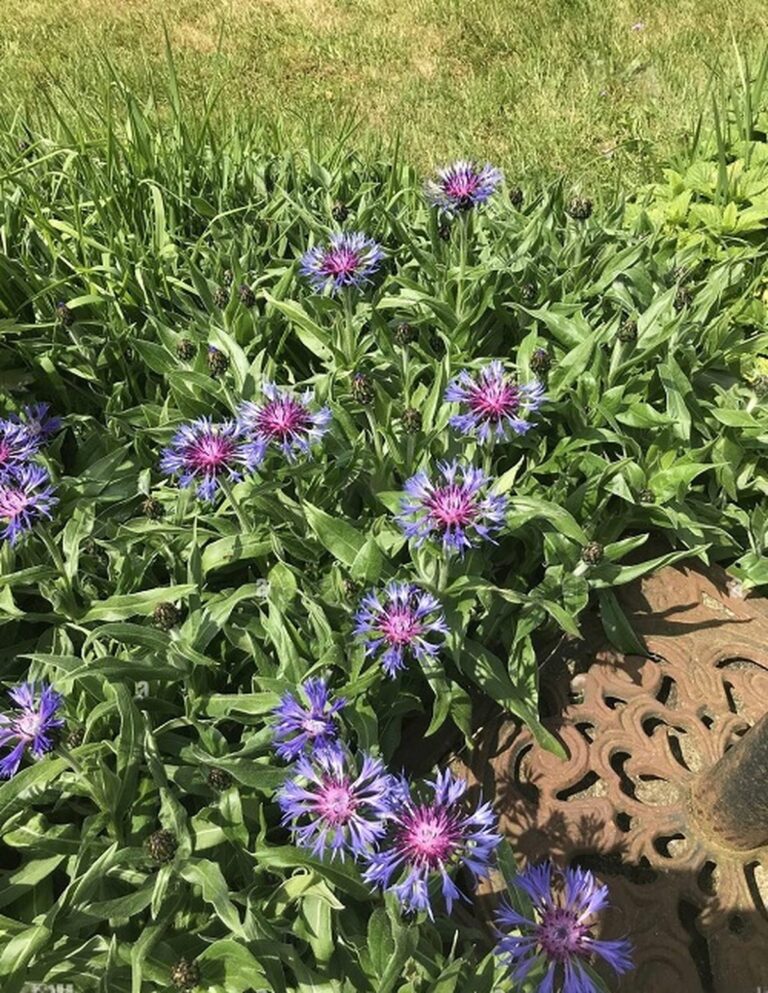 16 Stunning Dark Blue Flowers to Enchant Your Garden