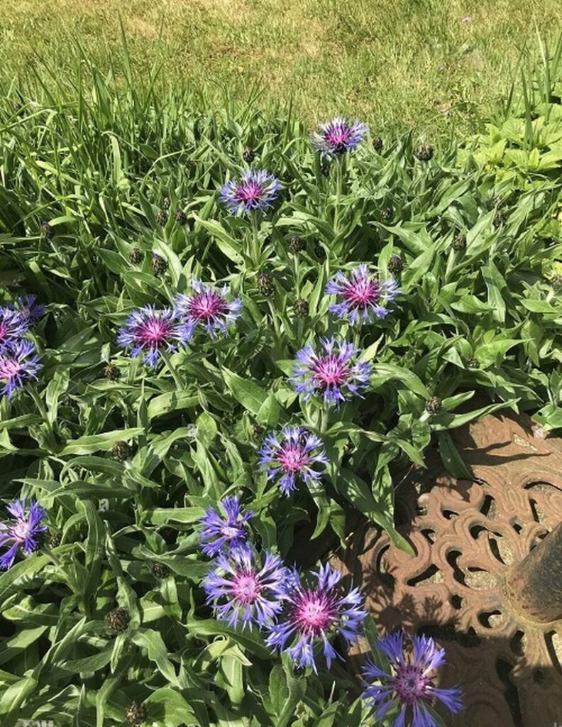 16 Stunning Dark Blue Flowers to Enchant Your Garden