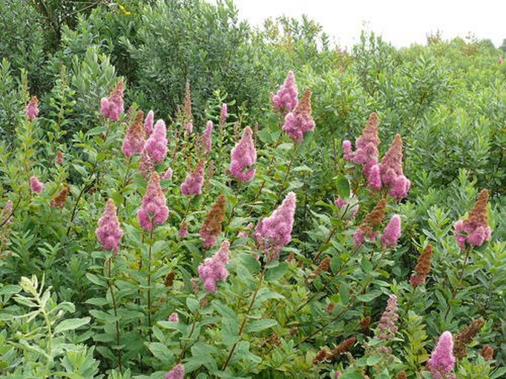 29 Stunning Pink Flowering Bushes That Brighten Any Garden
