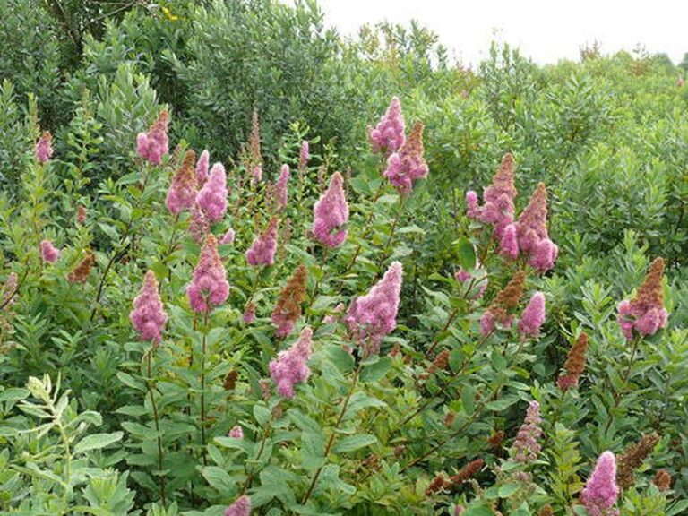 29 Stunning Pink Flowering Bushes That Brighten Any Garden
