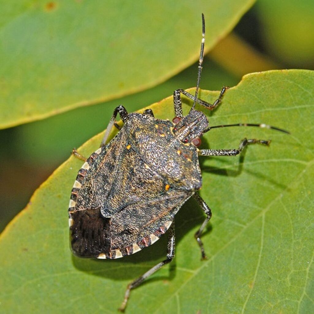 20 Surprising Garden Insects That Actually Help Your Plants Thrive