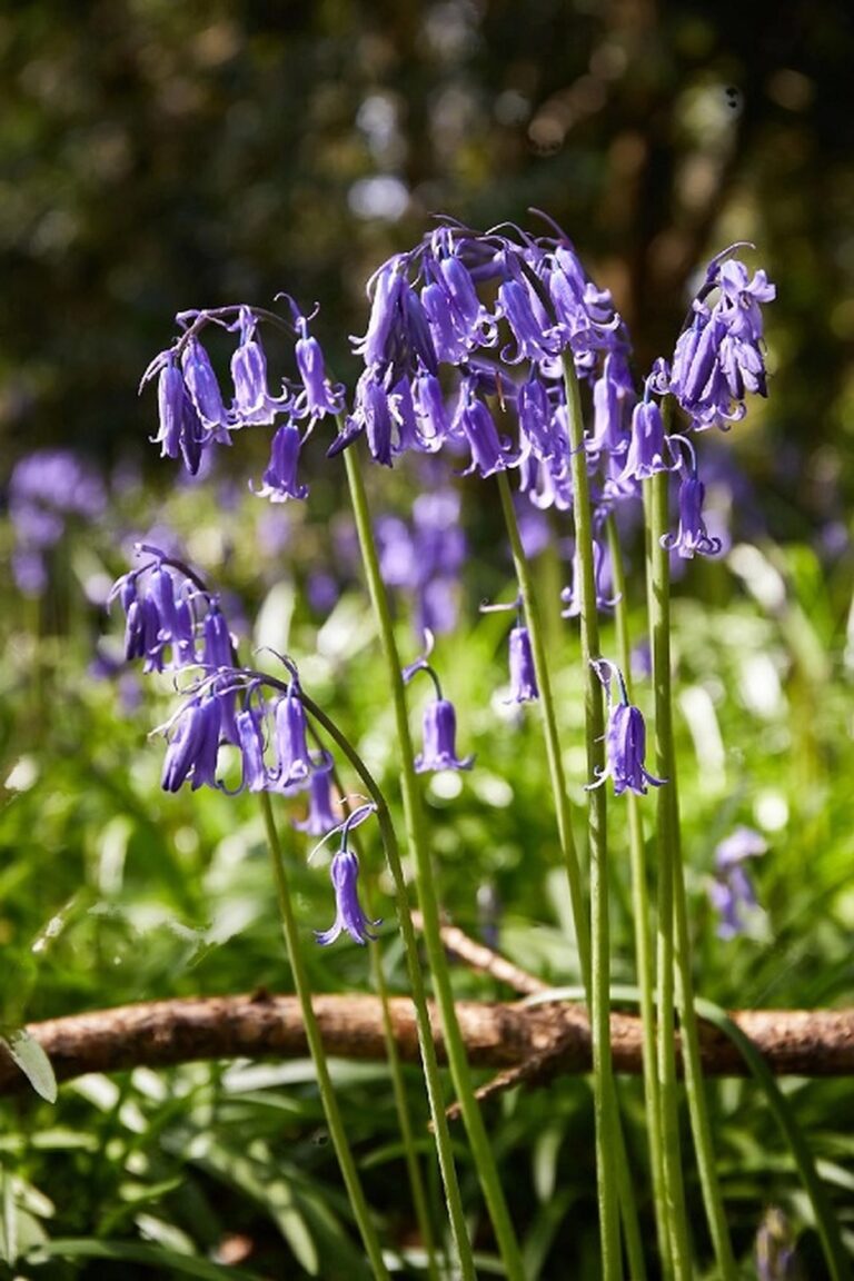 16 Beautiful Types of Campanula That Will Brighten Your Garden