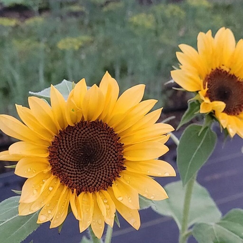 31 Stunning Sunflower Colors That Will Brighten Your Garden