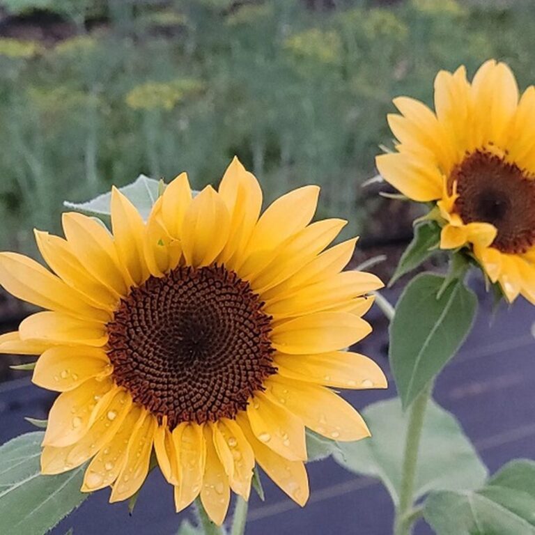 31 Stunning Sunflower Colors That Will Brighten Your Garden