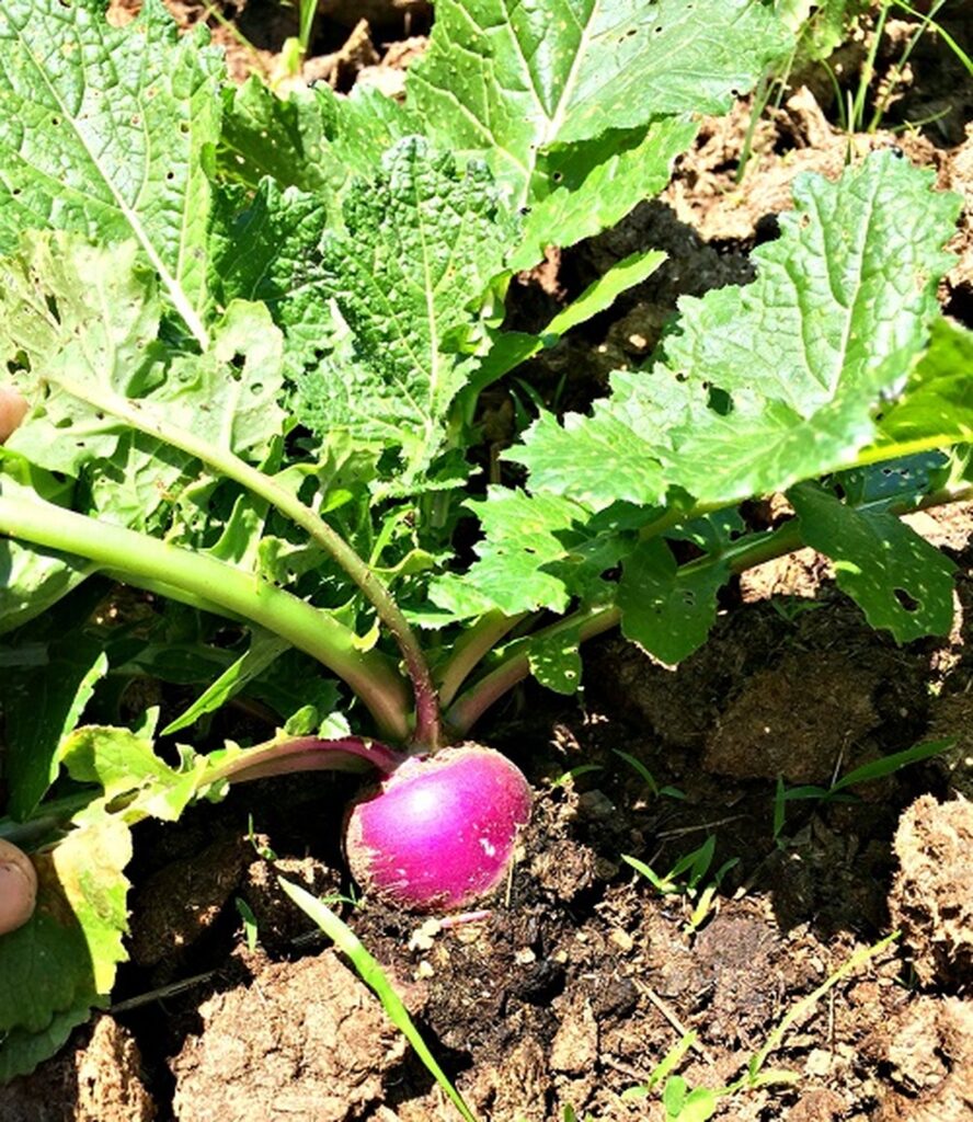 7 Vibrant Red Root Vegetables to Brighten Your Garden