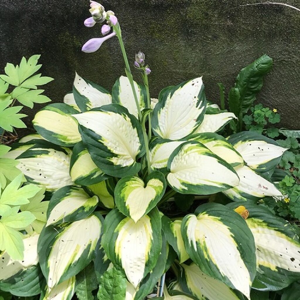 25 Stunning Purple Hostas To Brighten Your Garden Space