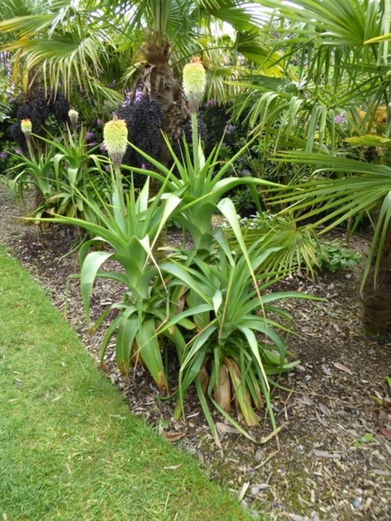 22 Stunning Plants with Sword Shaped Leaves to Freshen Your Space