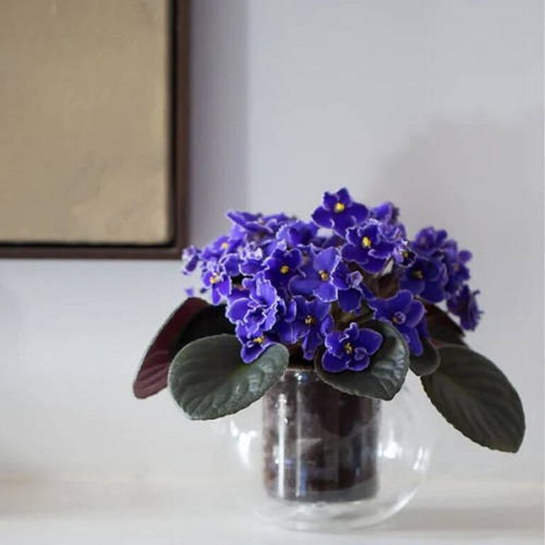 29 Charming African Violets Display Ideas for Your Home