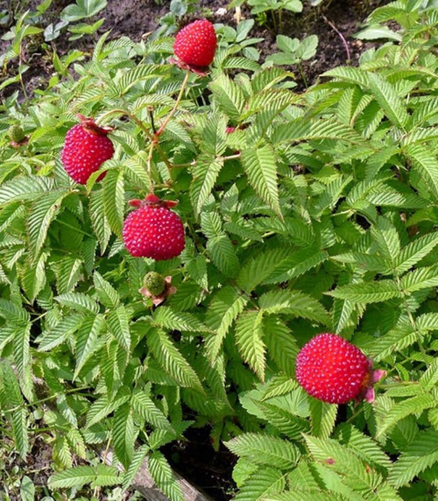 8 Fascinating Berries that Look Like Strawberries - Meet Them All!