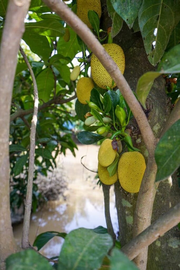 11 Delicious Tree-Grown Vegetables That Will Amaze You
