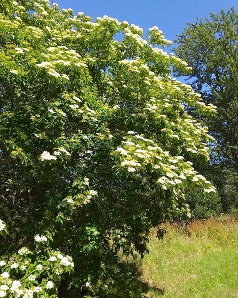 26 Stunning Dogwood Tree Varieties to Brighten Your Garden