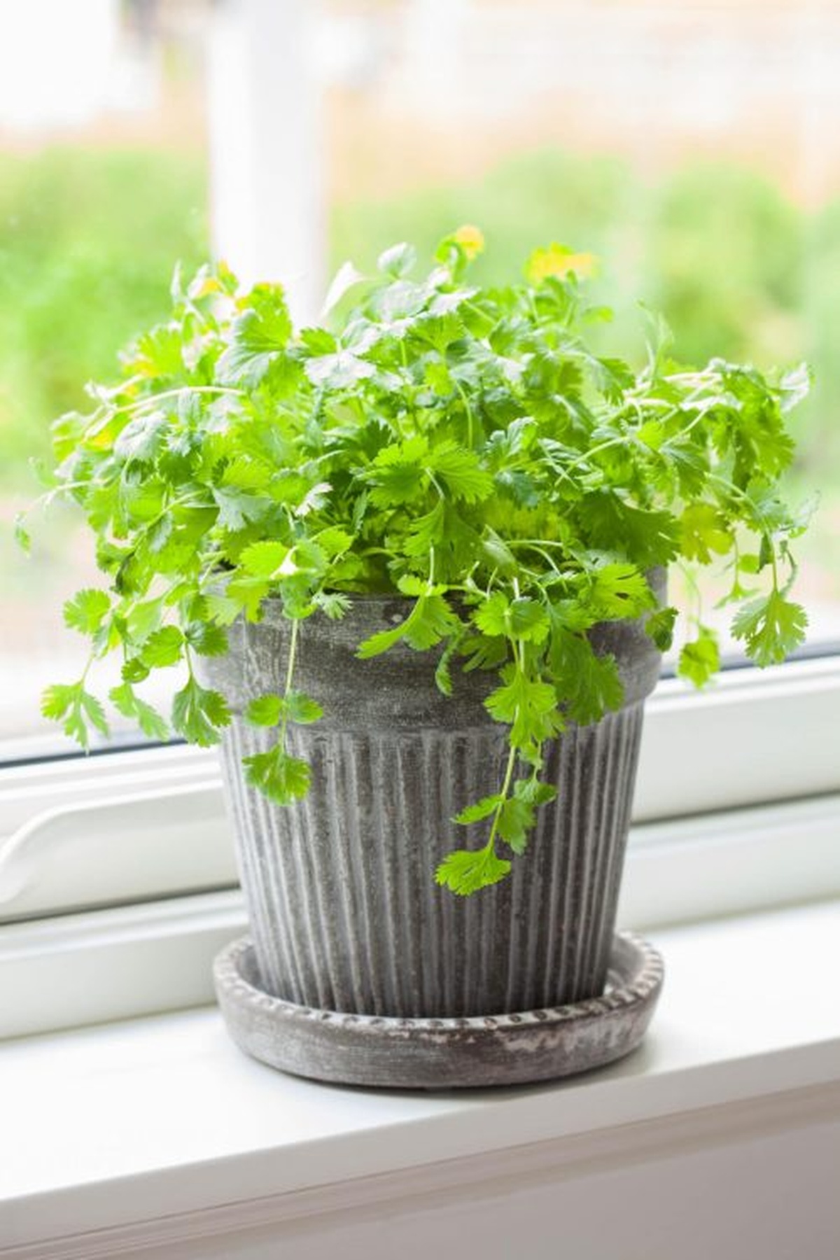 9 Easy-to-Grow Herbs with Shallow Roots for Small Pots That Thrive