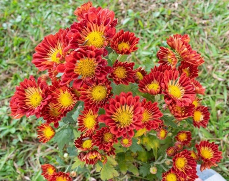25 Breathtaking Red Flowers With Yellow Center That Wow