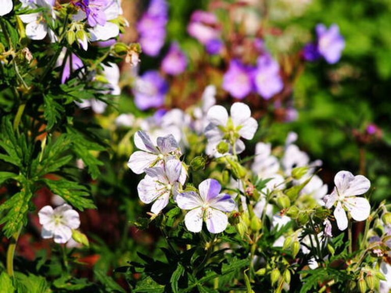 15 Beautiful Purple and White Flowers to Brighten Your Garden