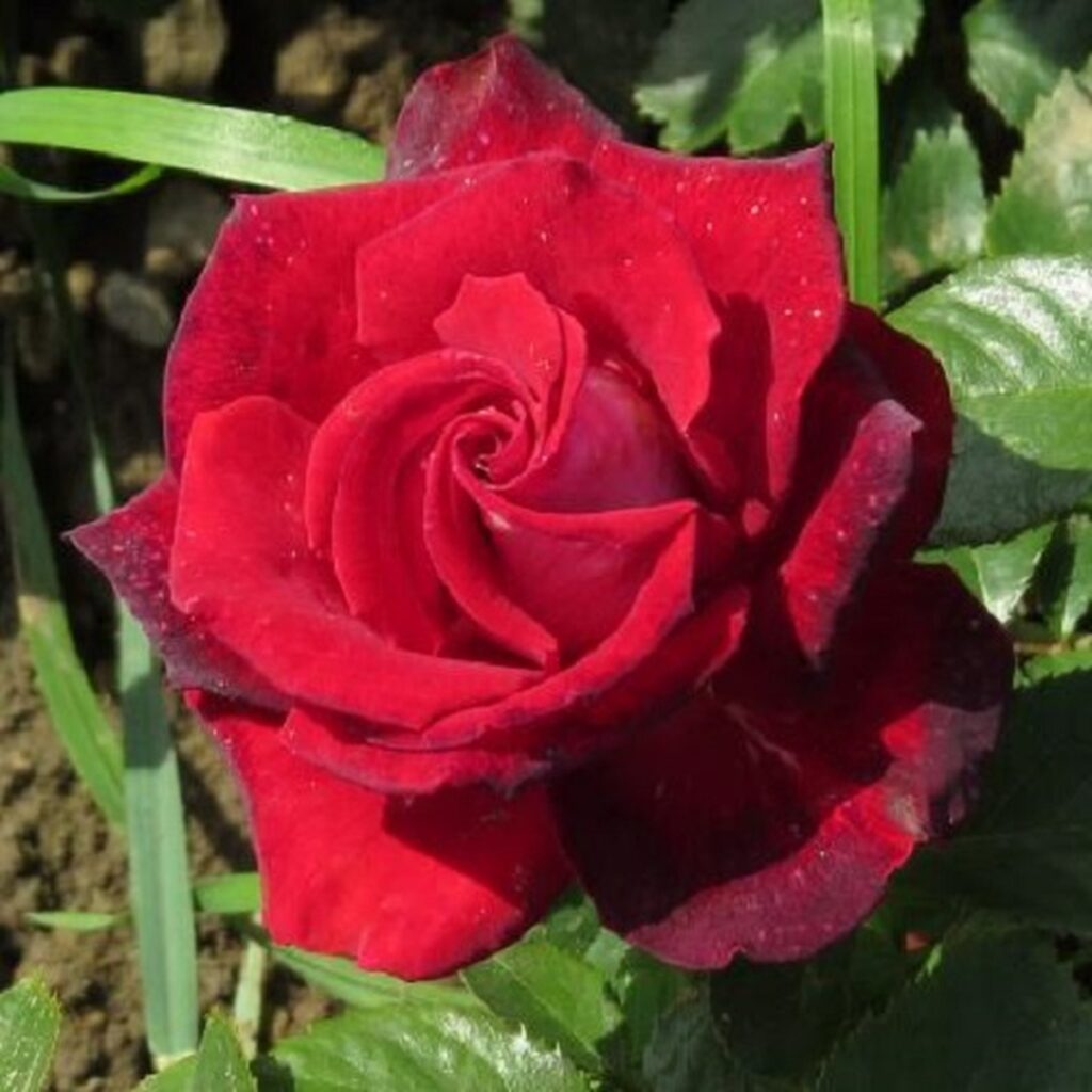 12 Adorable Smallest Rose Varieties for Containers to Know