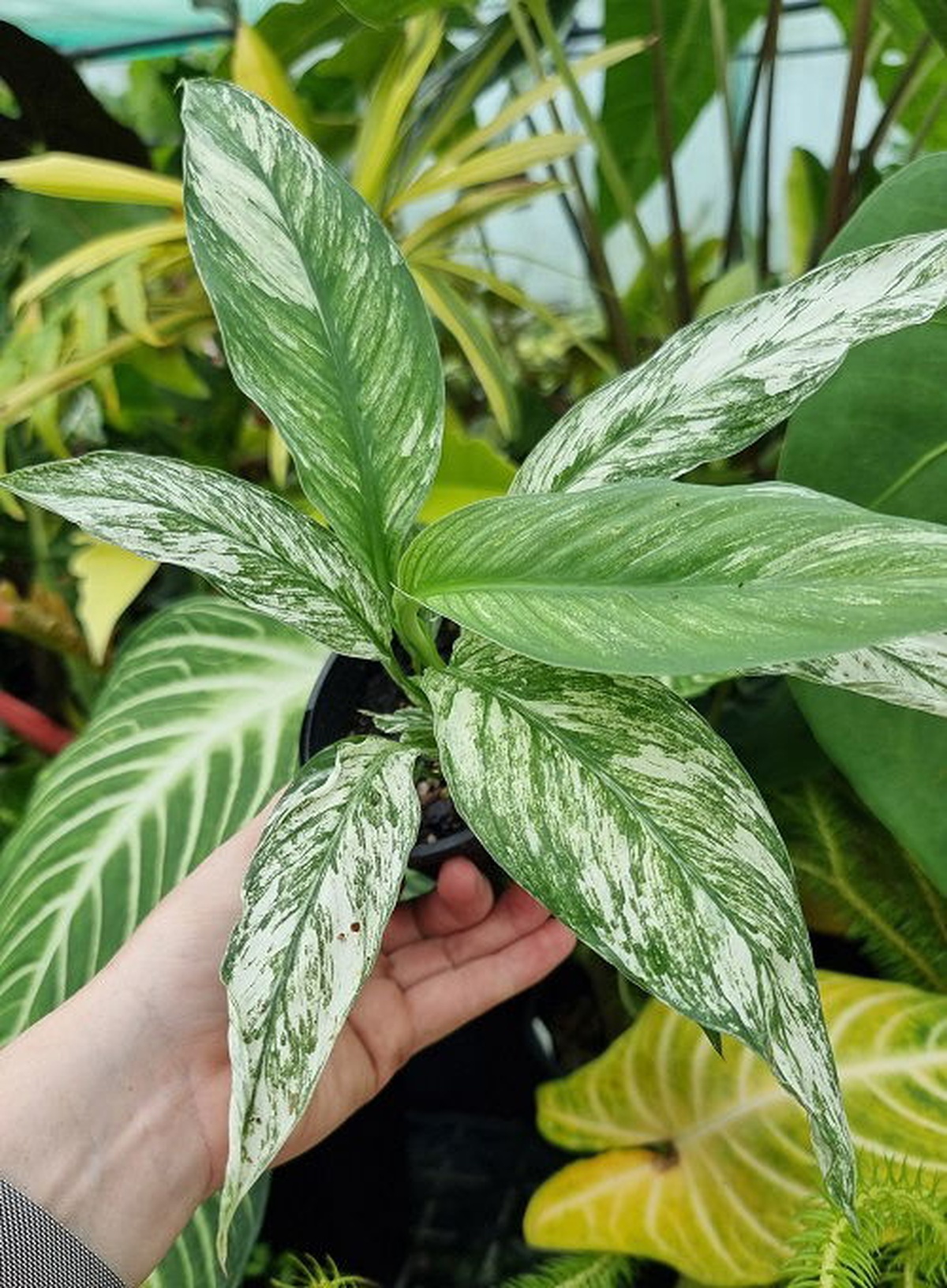 8 Stunning Variegated Peace Lily Varieties That Wow Everyone