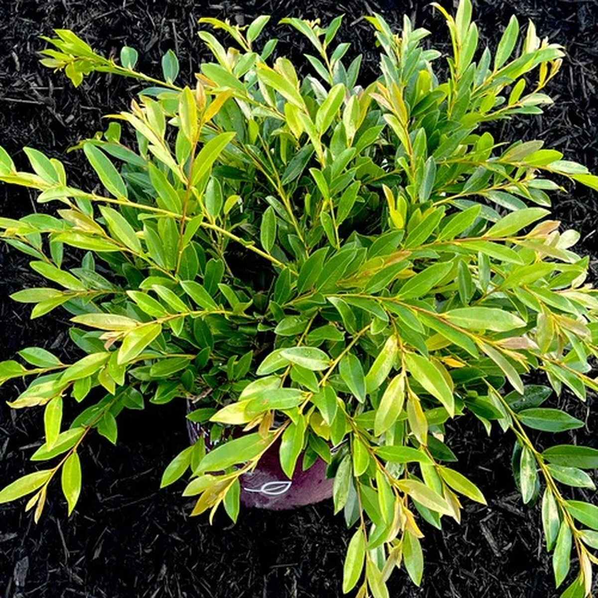 8 Stunning Distylium Varieties Perfect for Your Garden