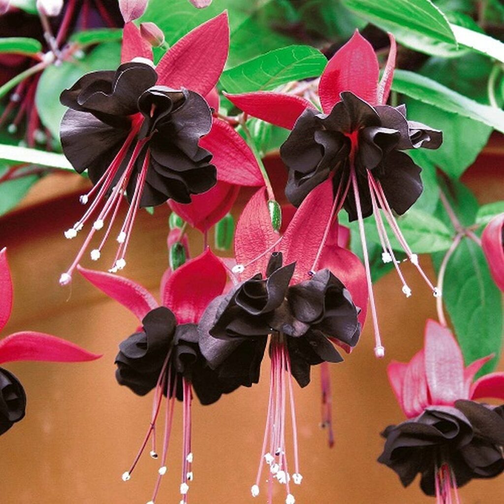 16 Gorgeous Fuchsia Variety Colors That Gardeners Adore