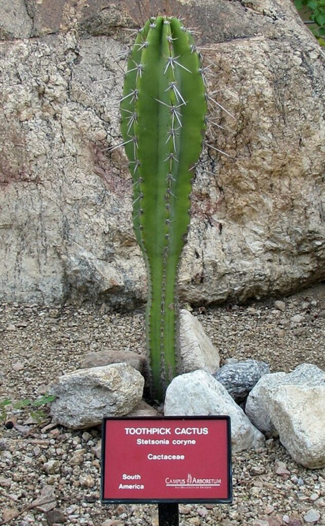 18 Amazing Types of Columnar Cactus Varieties for Your Garden