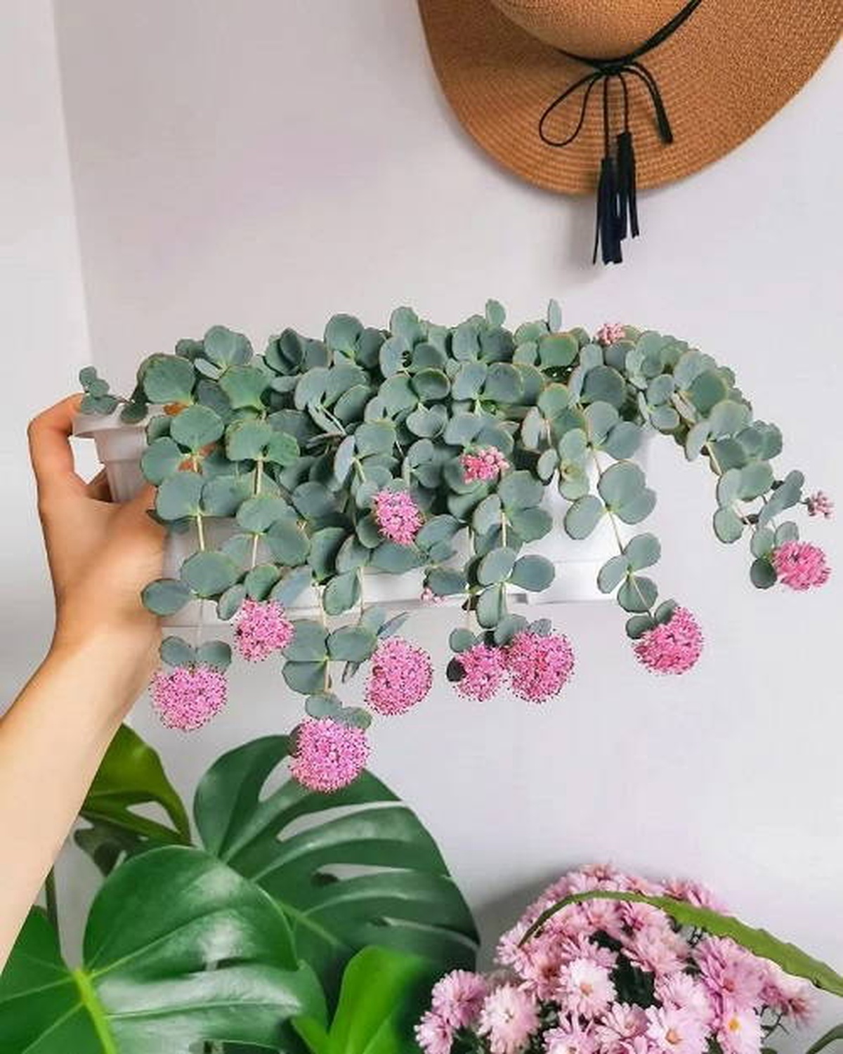 6 Stunning Blue Indoor Vines That Brighten Any Room