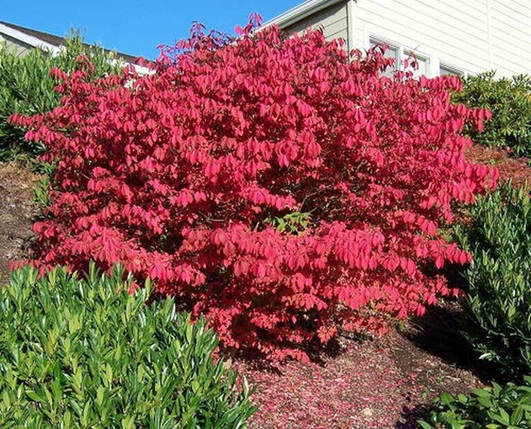 29 Stunning Pink Flowering Bushes That Brighten Any Garden