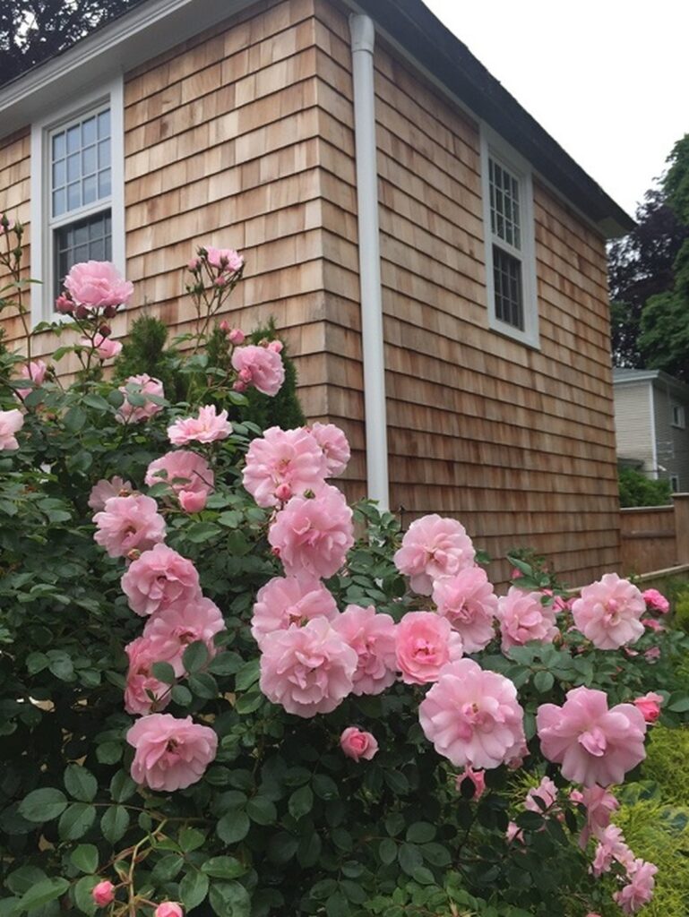 13 Gorgeous Pink Rose Garden Ideas That Will Enchant Anyone