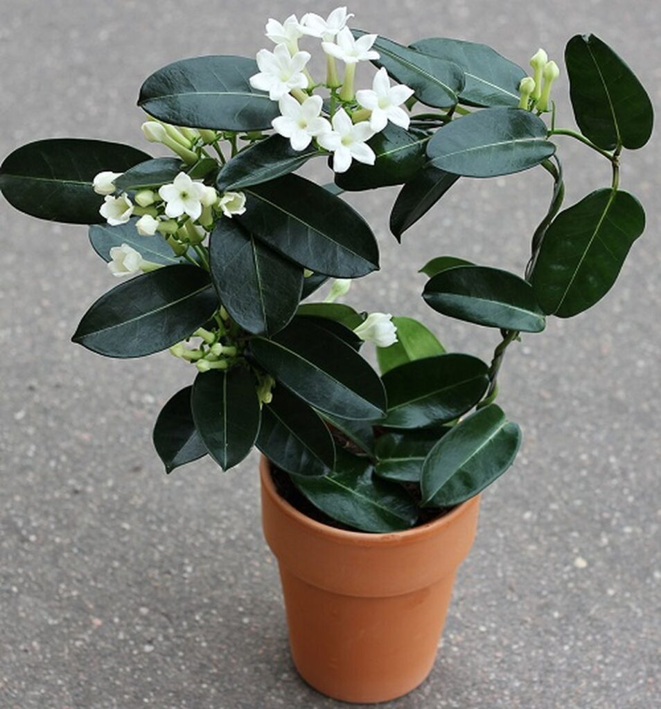 19 Amazing Flowers with 5 Petals That Brighten Any Garden