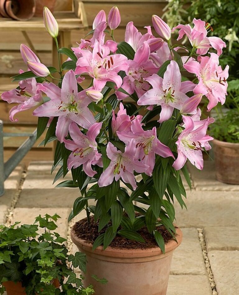 20 Stunning Pink Lily Varieties That Brighten Any Garden