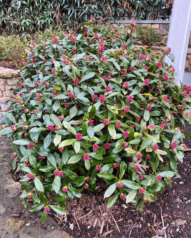 20 Stunning Shrubs that Bloom All Year for a Gorgeous Garden