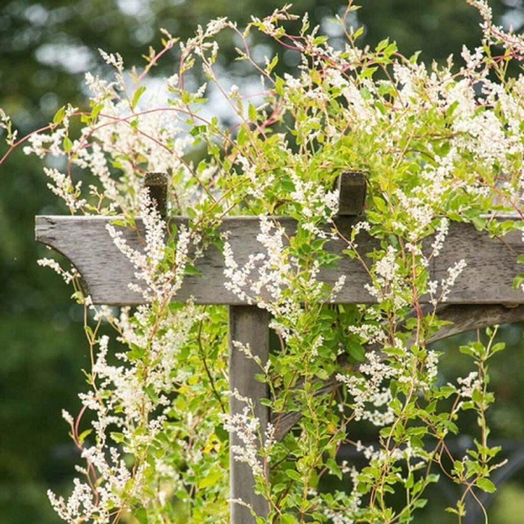 10 Stunning Gray Flower Names That Bloom with Elegance