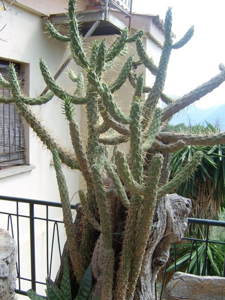 20 Best Cactus with Arms That Will Enchant Your Garden