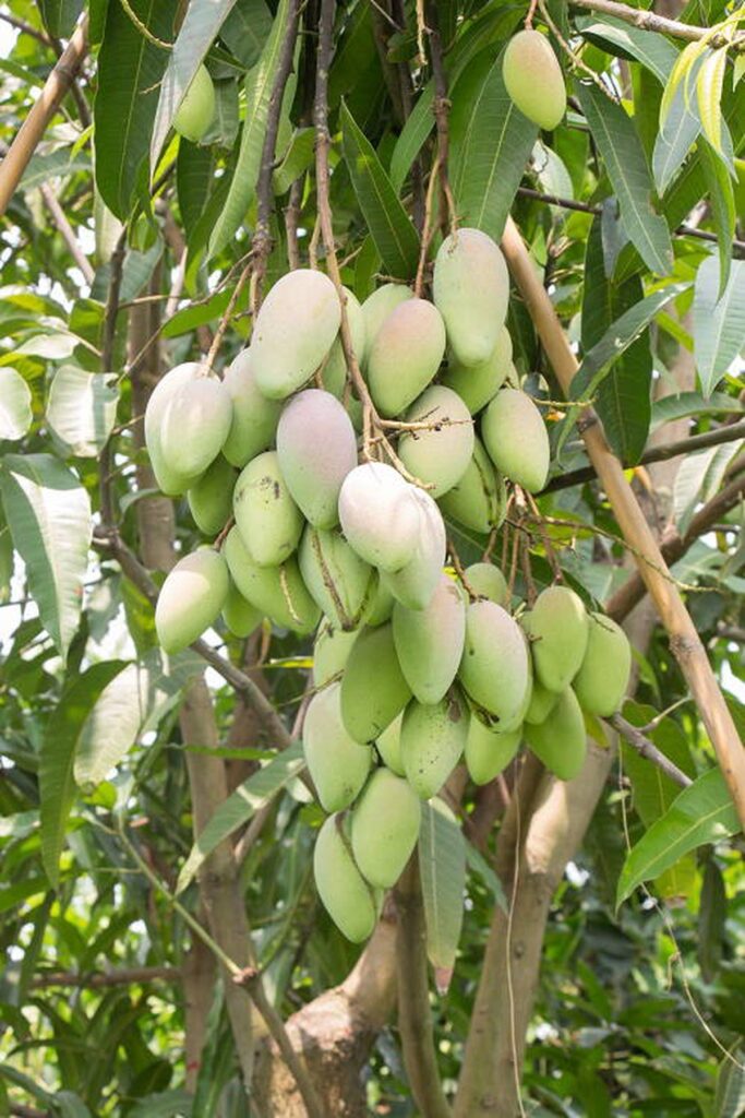 11 Delicious Tree-Grown Vegetables That Will Amaze You