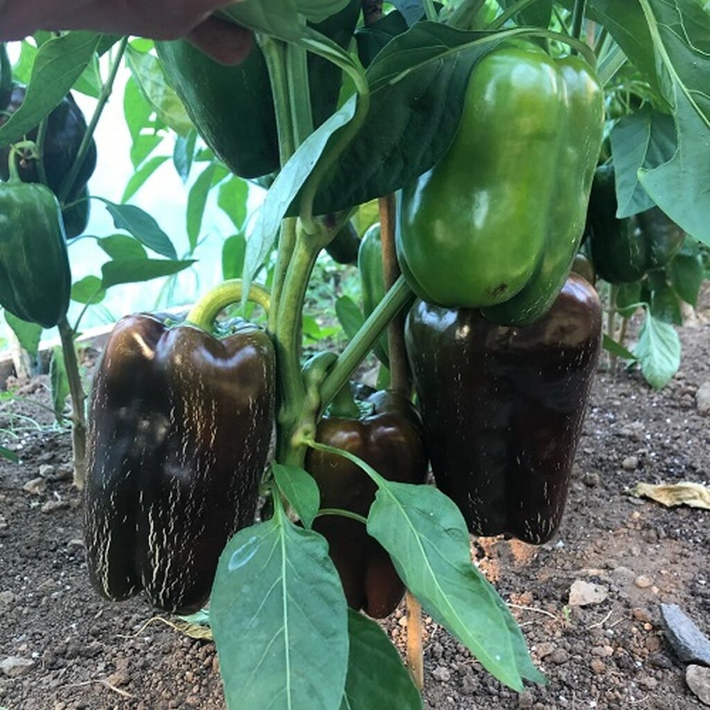 21 Vibrant Bell Pepper Varieties to Grow in Your Garden