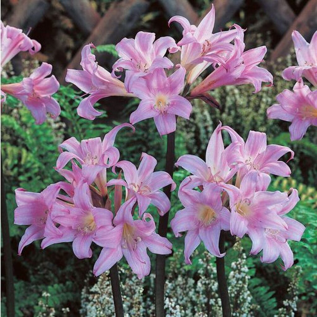 26 Fascinating Milky Sap Plants Every Garden Lover Should Know