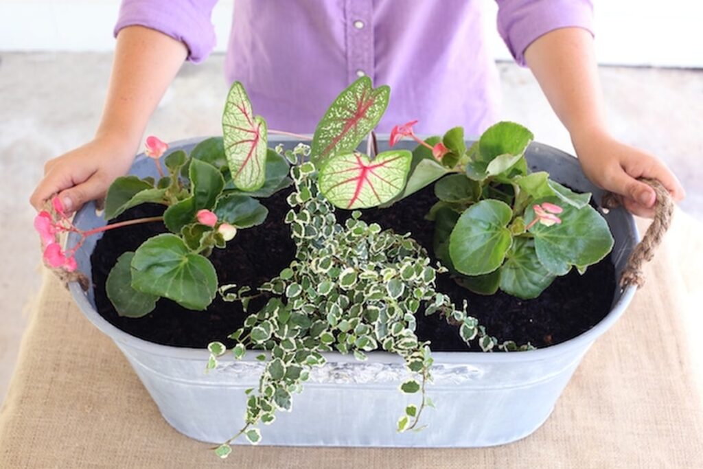 21 Gorgeous Houseplant Combination Ideas To Refresh Your Space