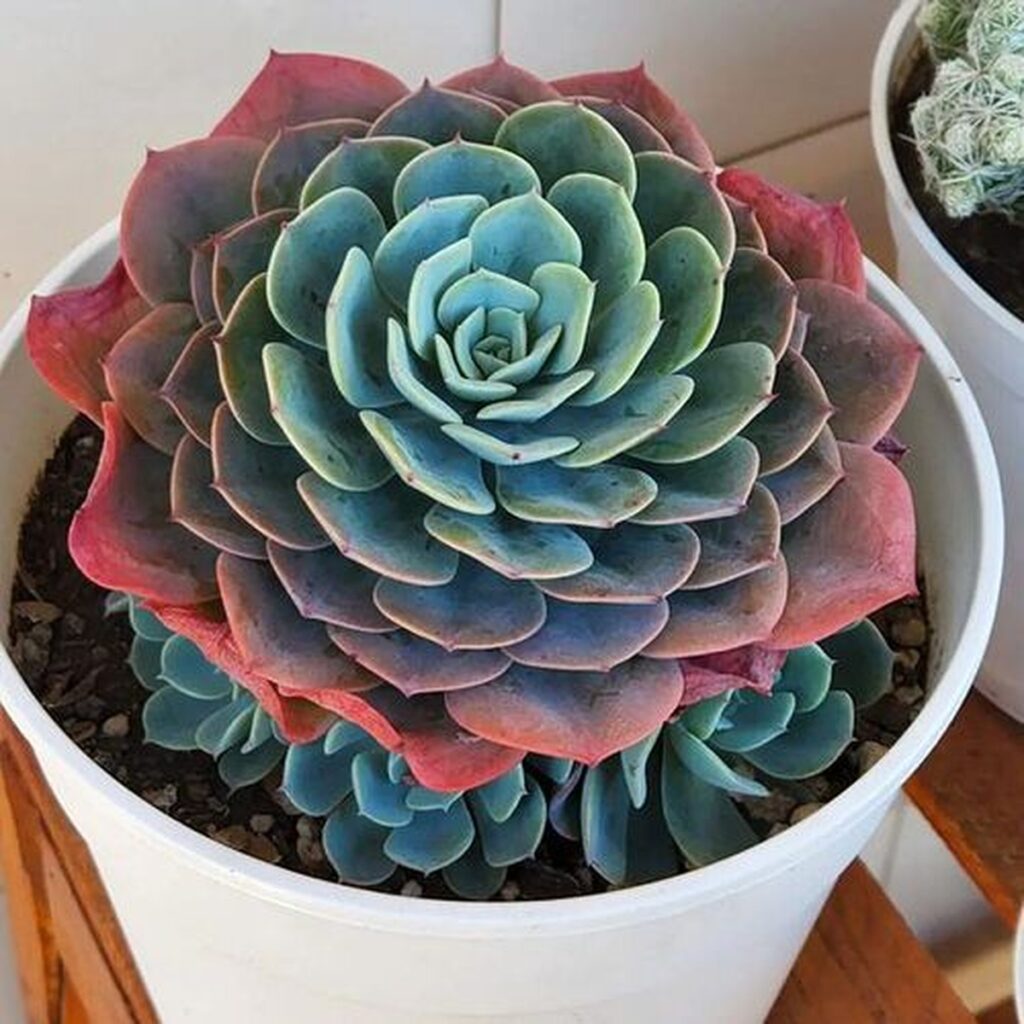 32 Amazing Types of Hens and Chicks Varieties to Discover