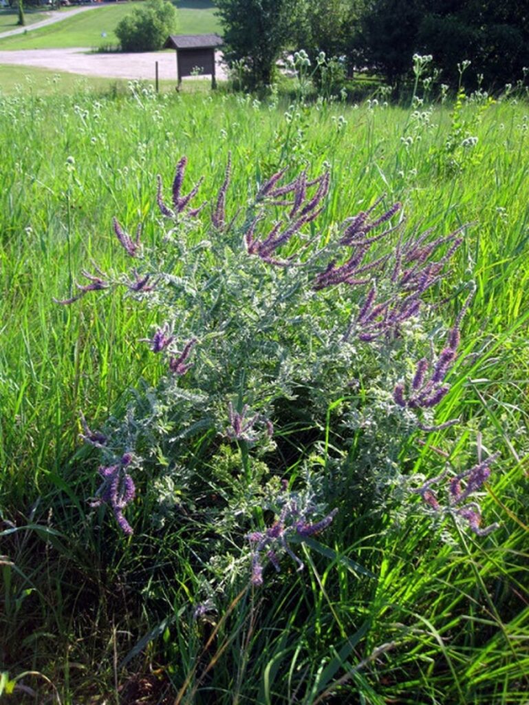 26 Gorgeous Illinois Native Plants for Your Dreamy Garden