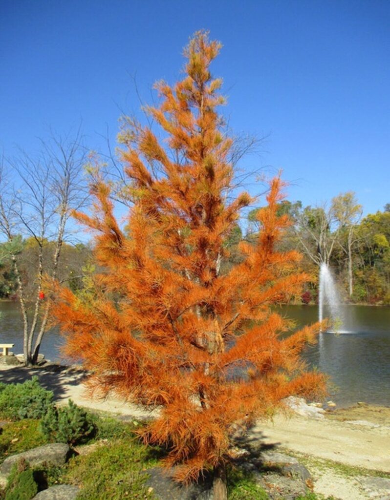62 Stunning Native Florida Plants and Trees to Beautify Your Space