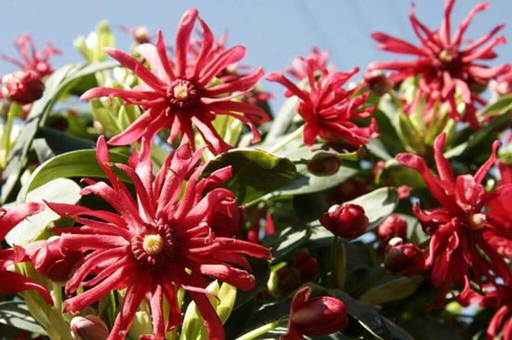 17 Stunning Red Plants in Florida with Pictures to Inspire You