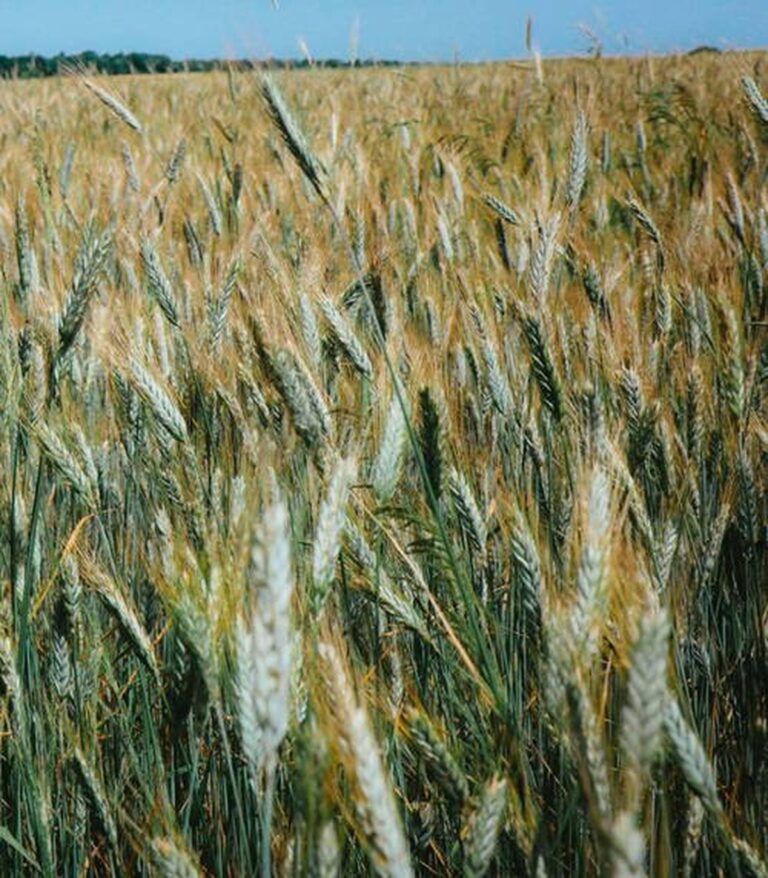 18 Common Weeds That Look Like Wheat—Can You Spot Them?