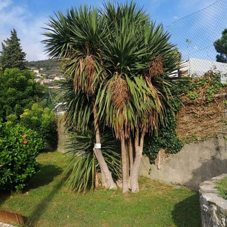 11 Stunning Plants Like Yucca That Transform Your Garden