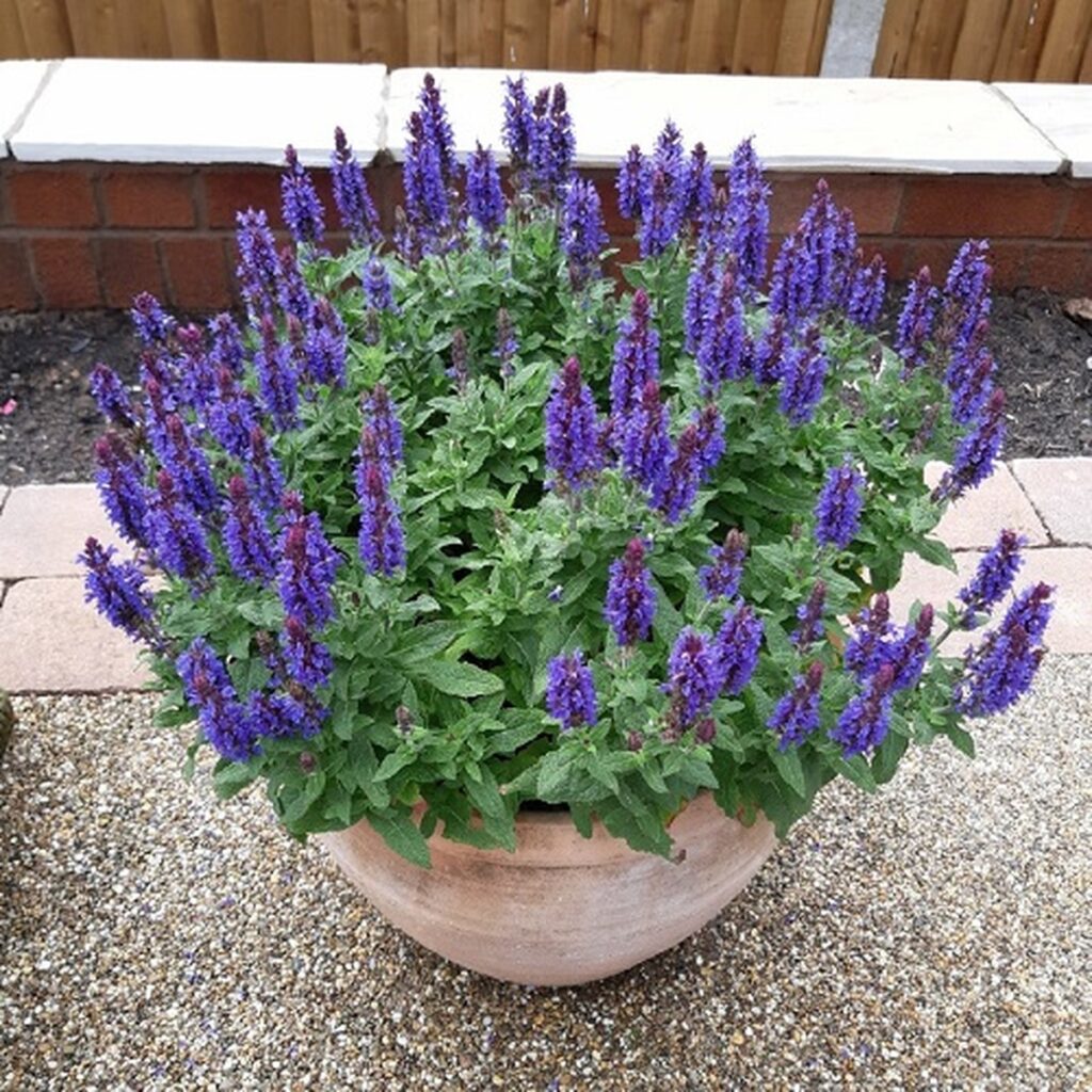11 Stunning Bushes with Purple Flowers in Arizona to Enjoy