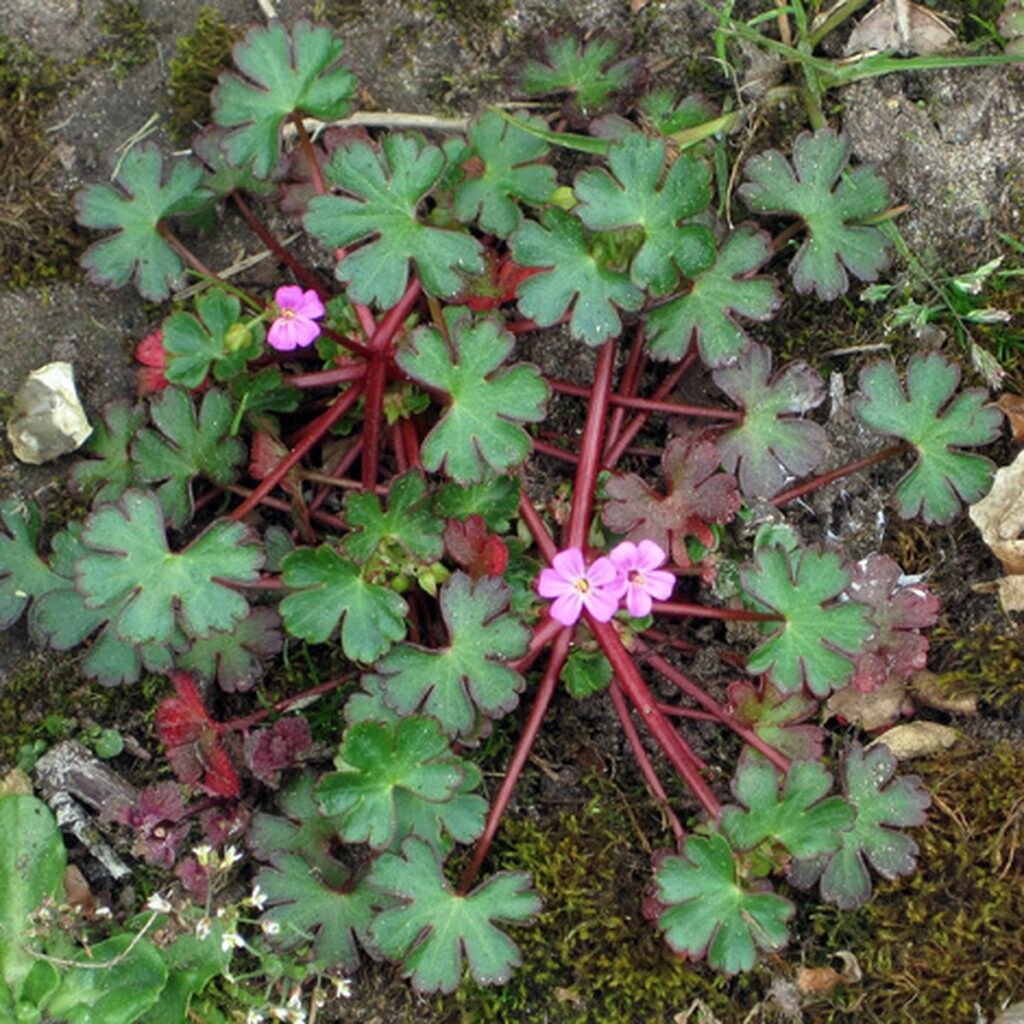 20 Exotic Weeds With Red Vines and Stems to Discover
