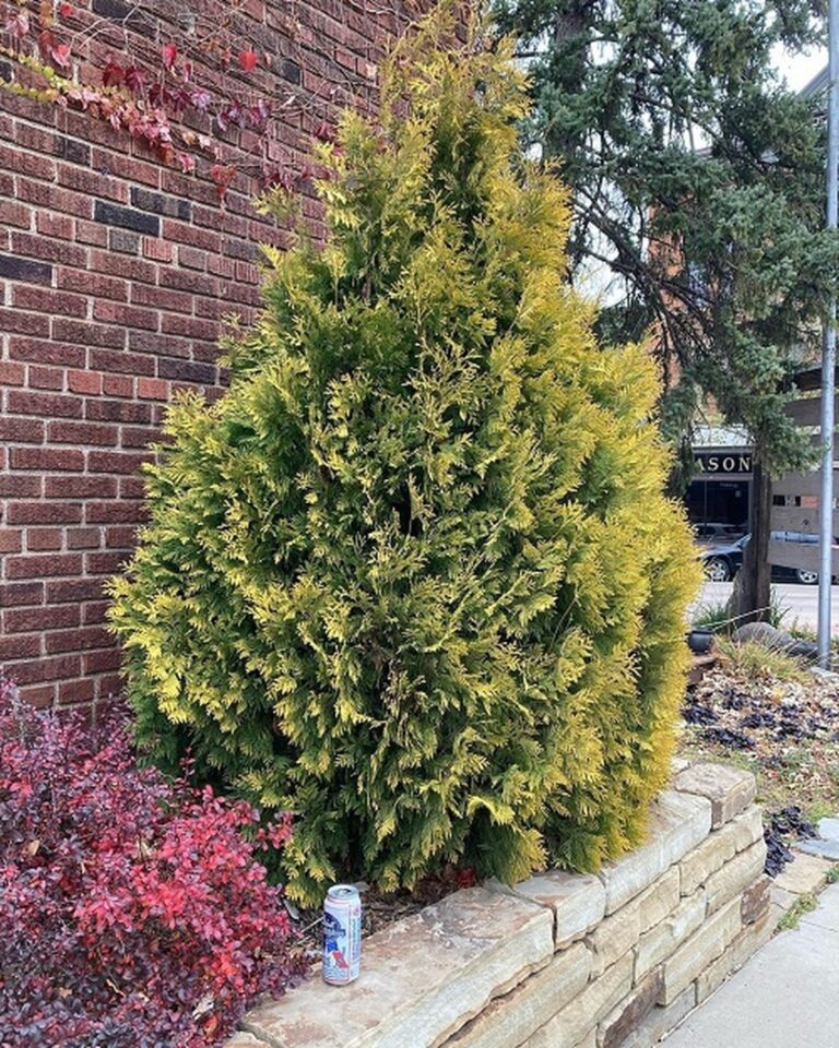 16 Stunning Arborvitae Varieties for Perfect Privacy Screens