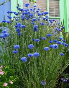 14 Breathtaking Royal Blue Flowers to Brighten Gardens