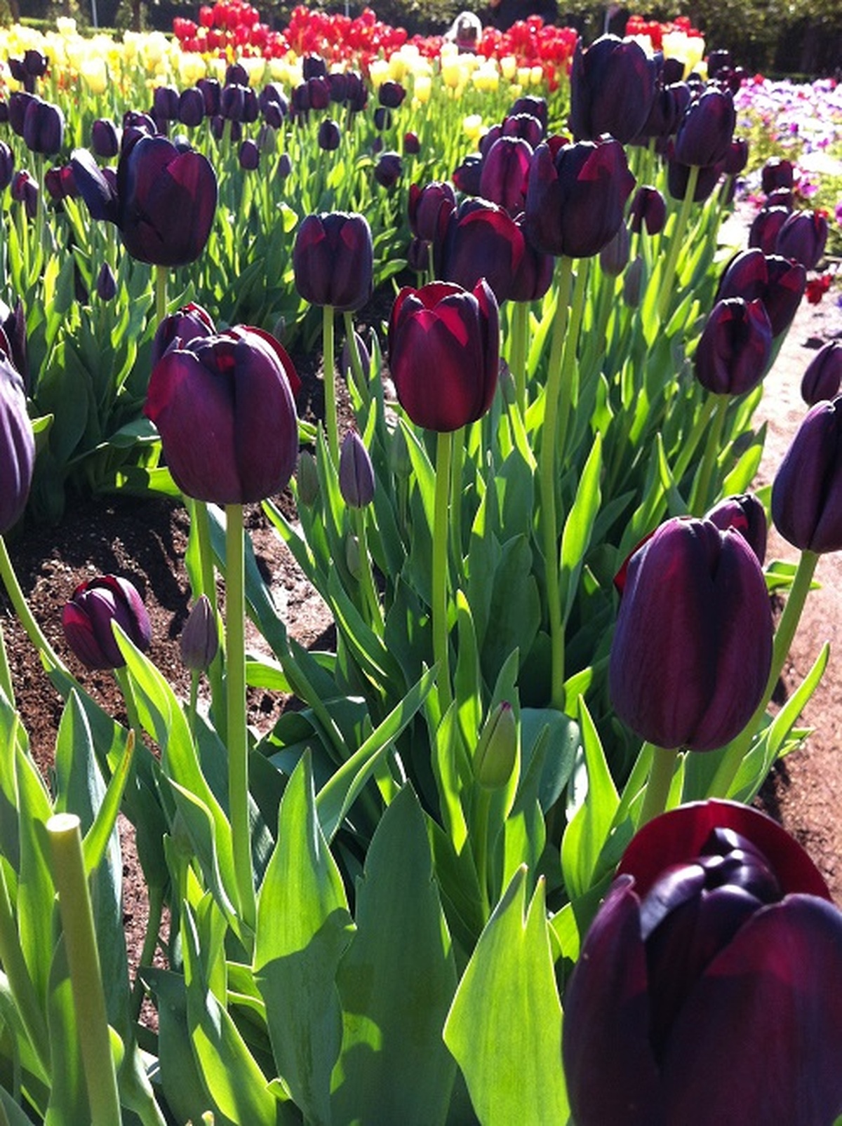 12 Stunning Red and Black Flowers to Brighten Any Garden