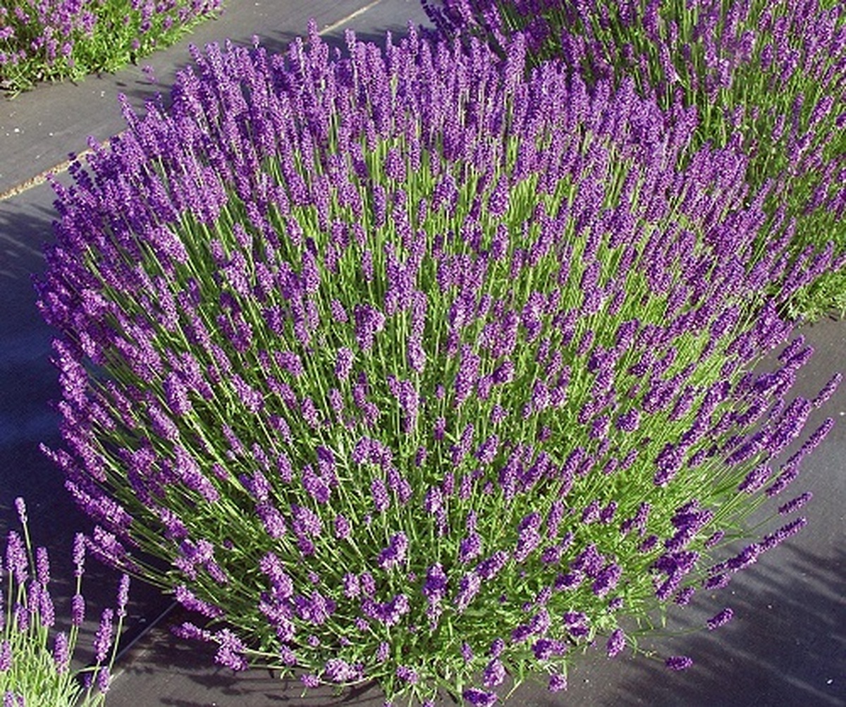 12 Stunning Lavender Perennials That Bloom Year After Year